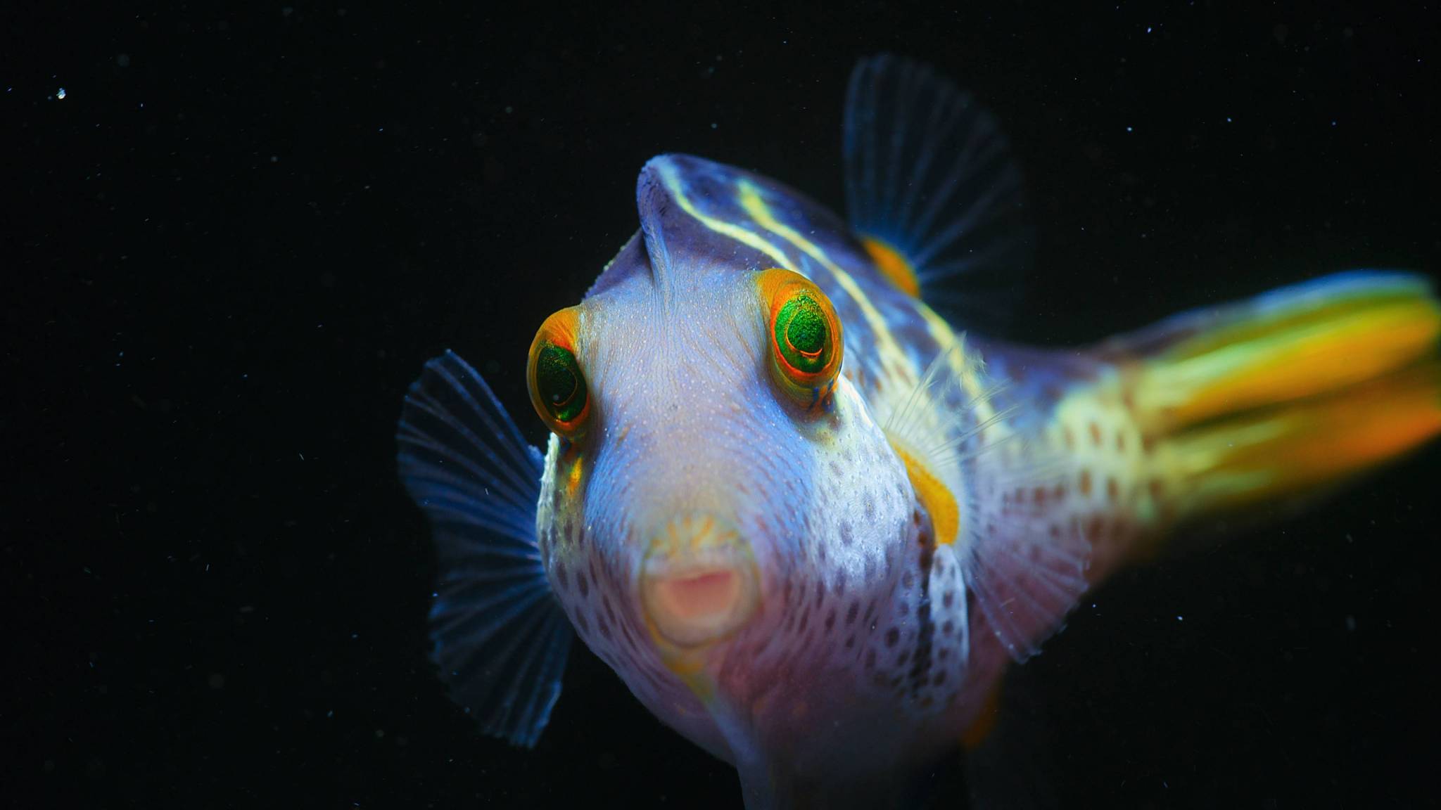 New Great Barrier Reef Netflix Documentary “Puff” Makes a Splash