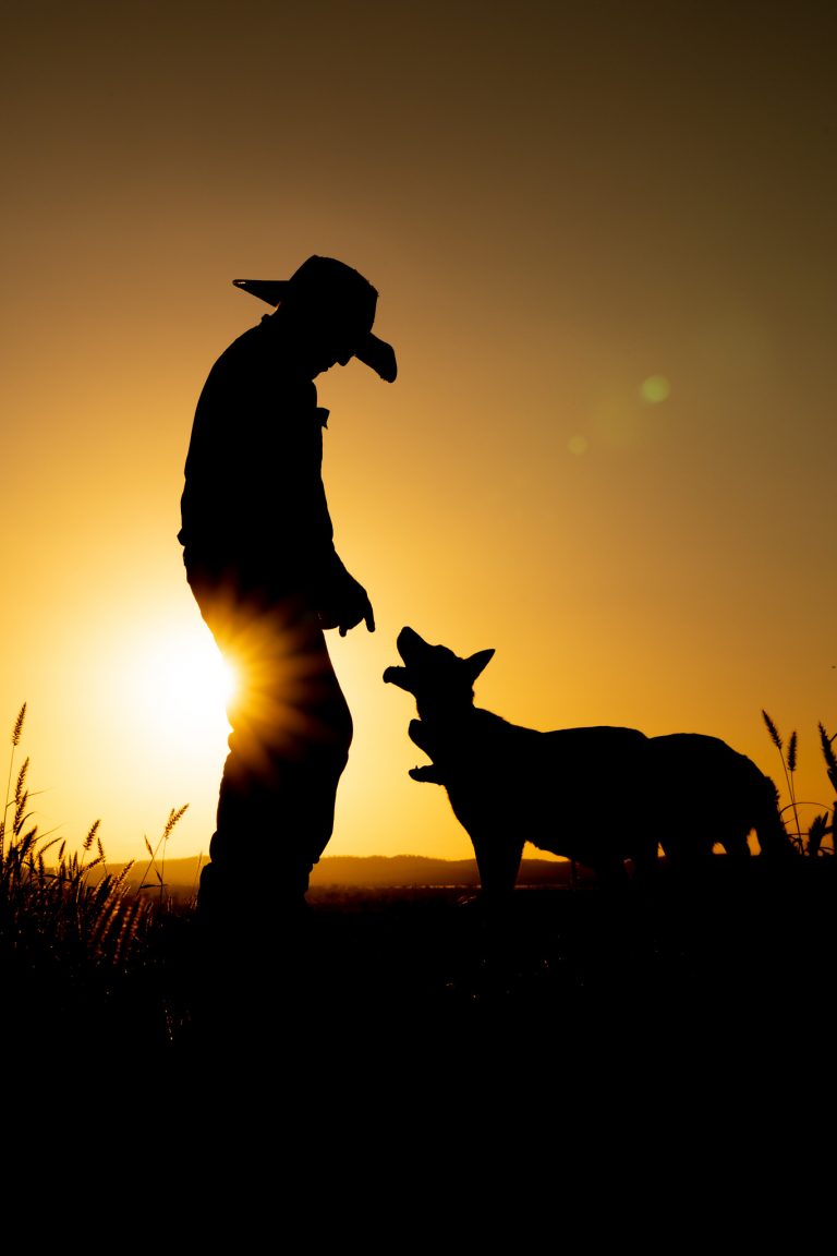 ABC’s Muster Dogs showcases Regional QLD | Screen Queensland
